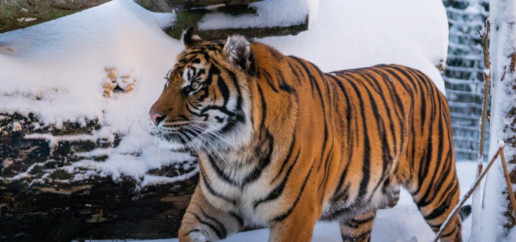 Winter holiday with Zoo Olympics - Aalborg Zoo